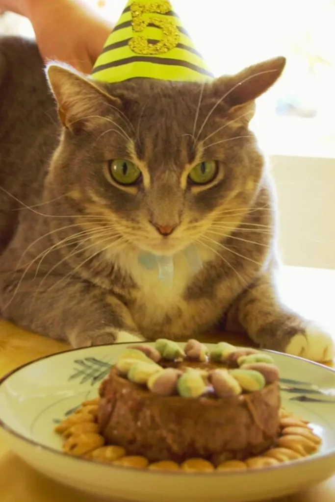 Cat Birthday Cake Fresh Meat Recipes